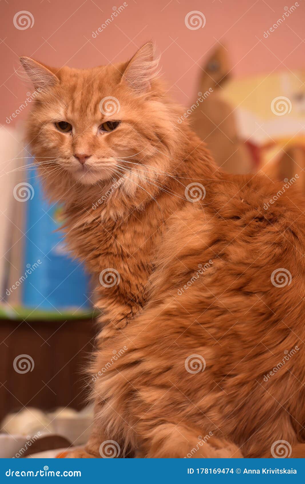 Beautiful fluffy red cat stock photo. Image of breed - 178169474