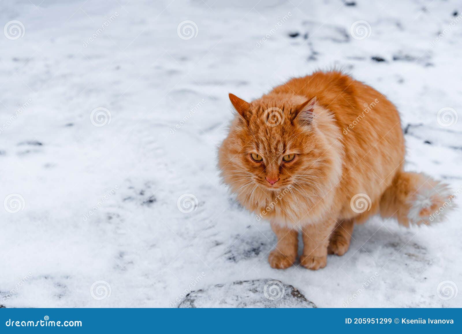 Beautiful Fluffy Red Cat Walks Outside with Winter Landscape Stock ...