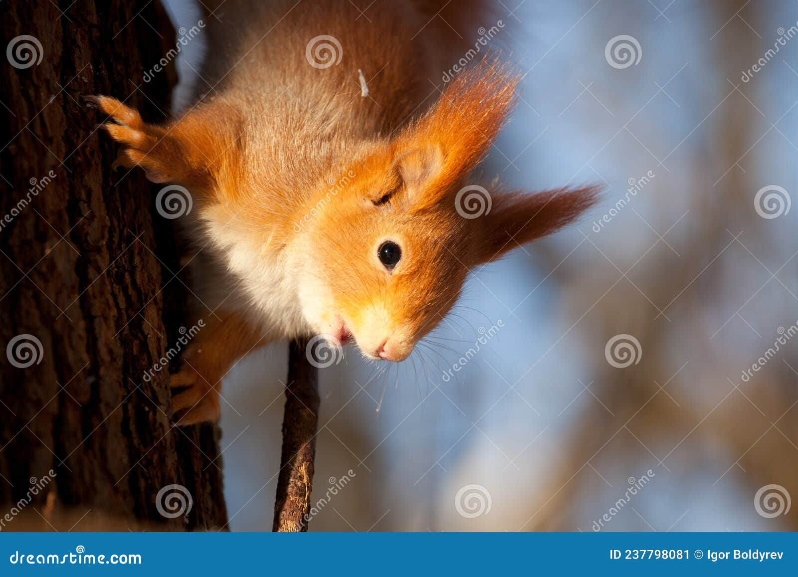 Red squirrel stock image. Image of rodent, beauty, life - 237798081