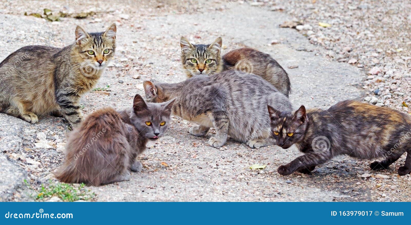 Beautiful Fluffy Stray Cats on a Walk Stock Image - Image of fluffy ...