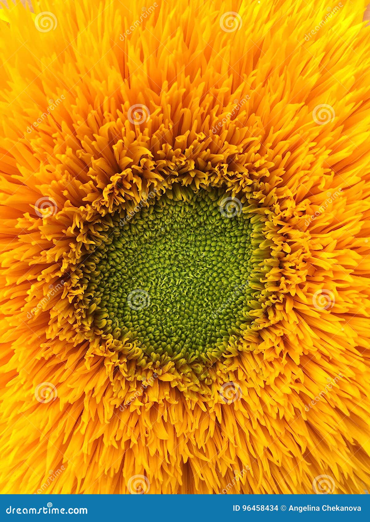 Beautiful Fluffy Sunflower Summer Macro Photo Stock Photo - Image of ...