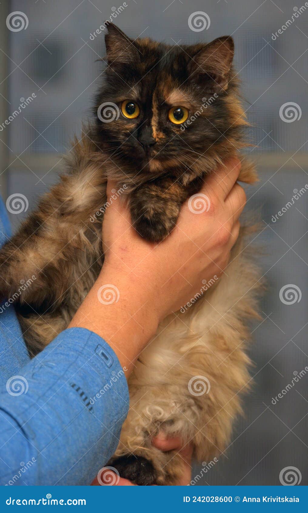 Fluffy Tortoiseshell Kitten