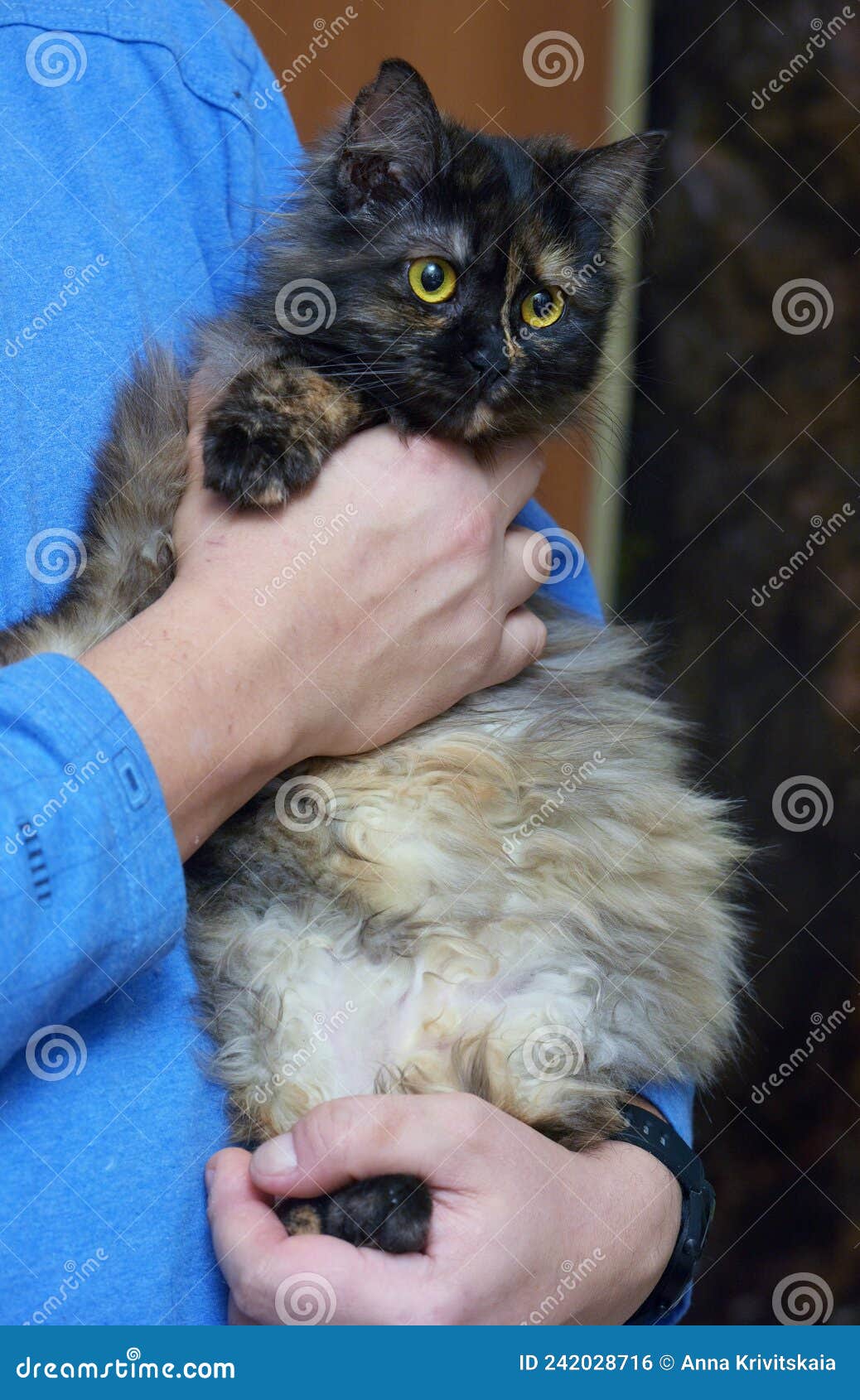 Fluffy Tortoiseshell Cat on the Couch Stock Photo - Image of good ...