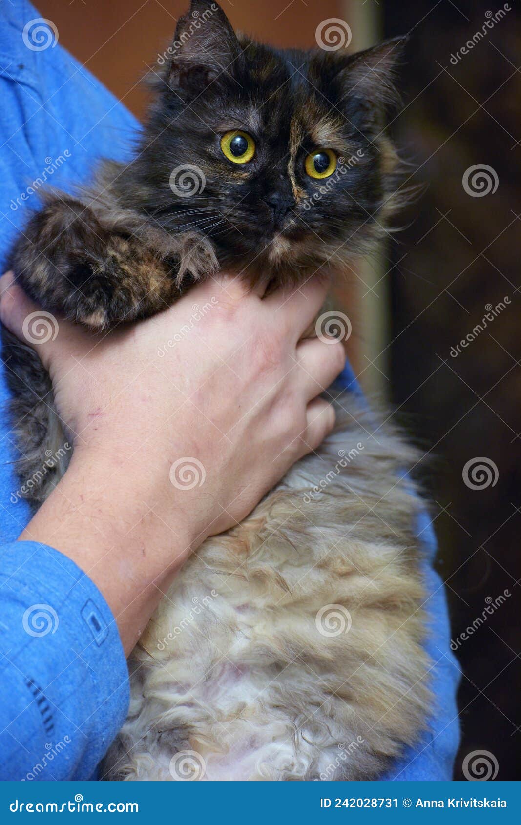 Fluffy Tortoiseshell Cat on the Couch Stock Image - Image of adorable ...