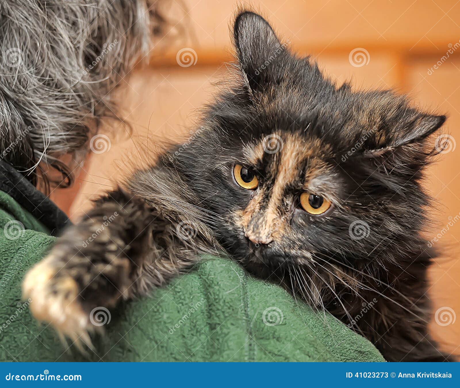 Beautiful Fluffy Tortoiseshell Cat Stock Image - Image of domestic ...