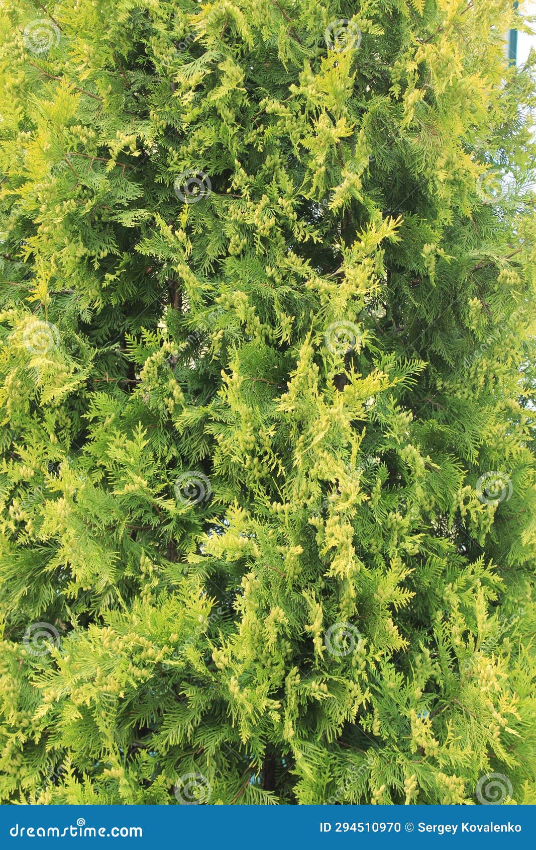 A Beautiful Fluffy Tree. Russia. Stock Photo - Image of forest, leaf ...