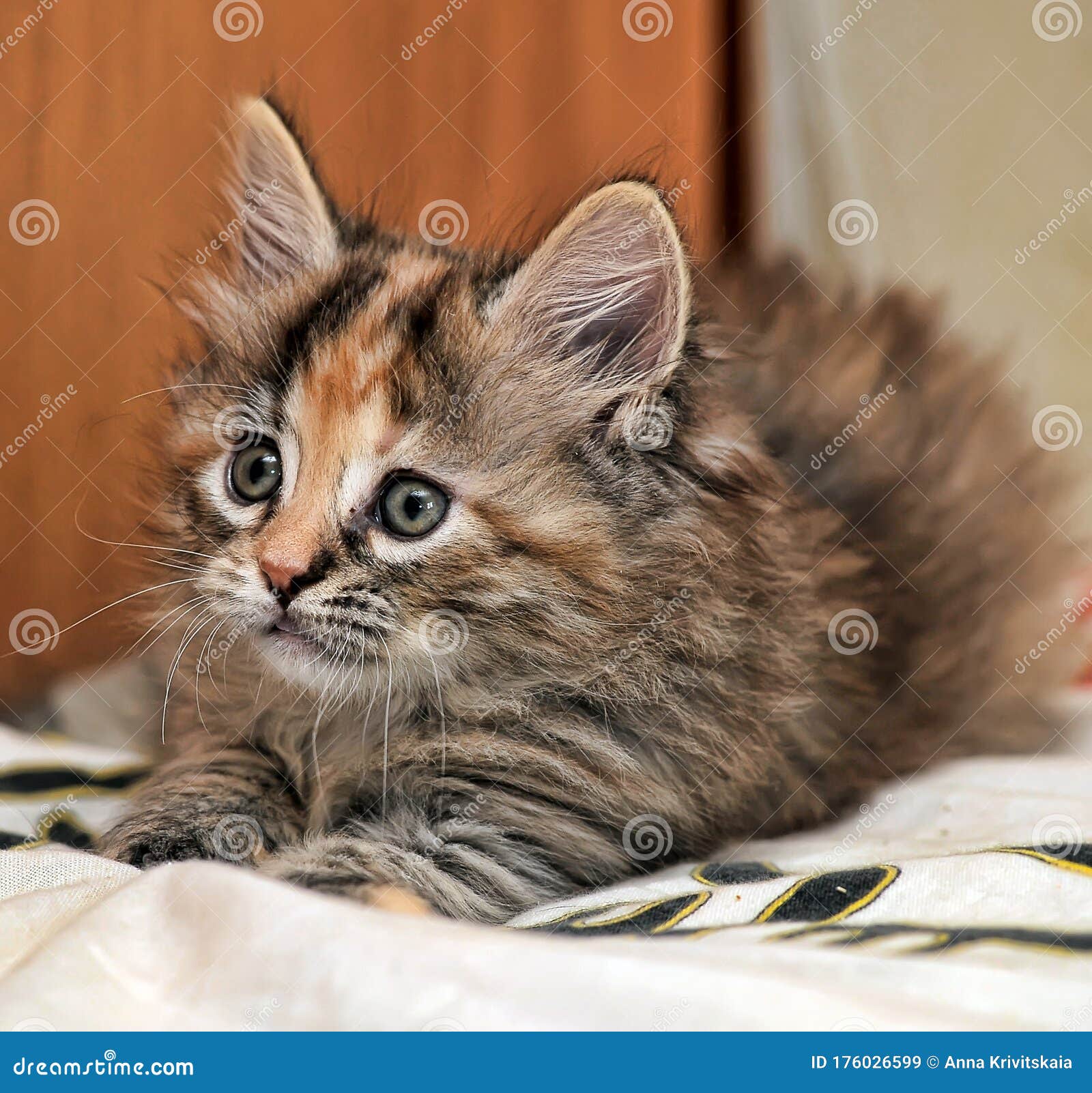 Fluffy Tri-color Kitten in a Cattery Stock Image - Image of black ...