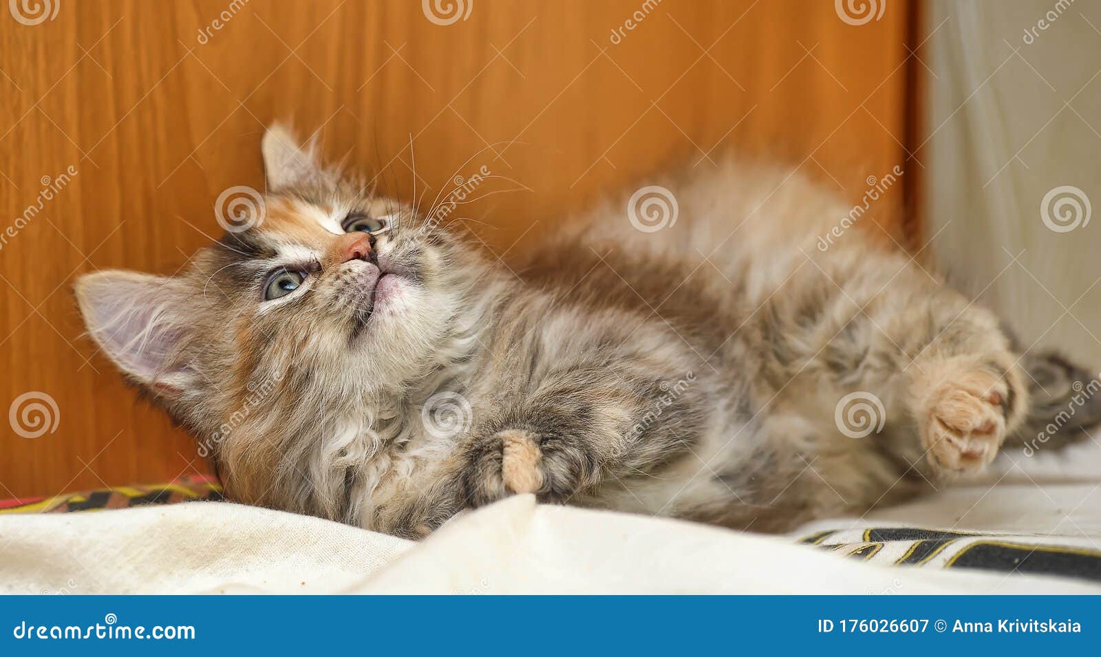 Fluffy Tri-color Kitten in a Cattery Stock Image - Image of bright ...