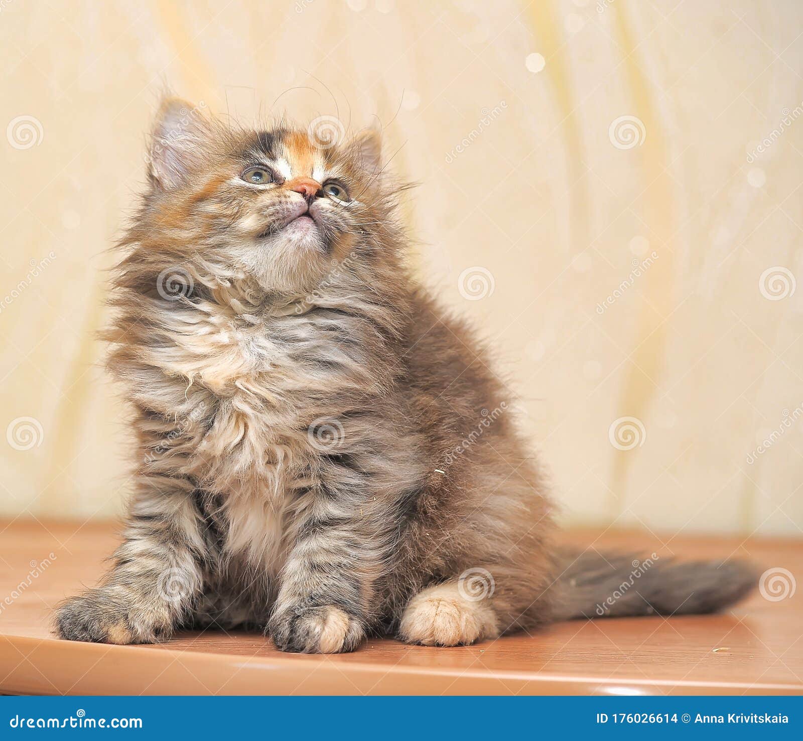 Fluffy Tri-color Kitten in a Cattery Stock Photo - Image of outdoors ...