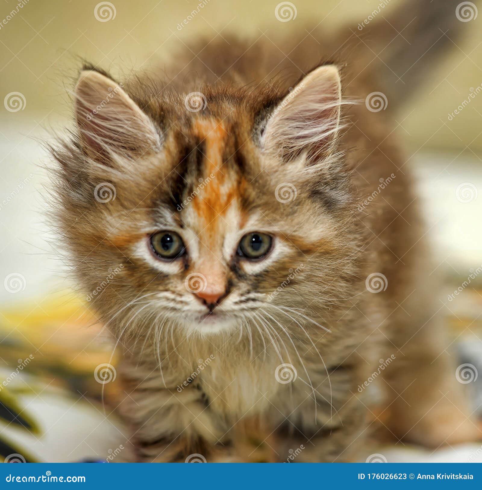 Fluffy Tri-color Kitten in a Cattery Stock Image - Image of cute ...