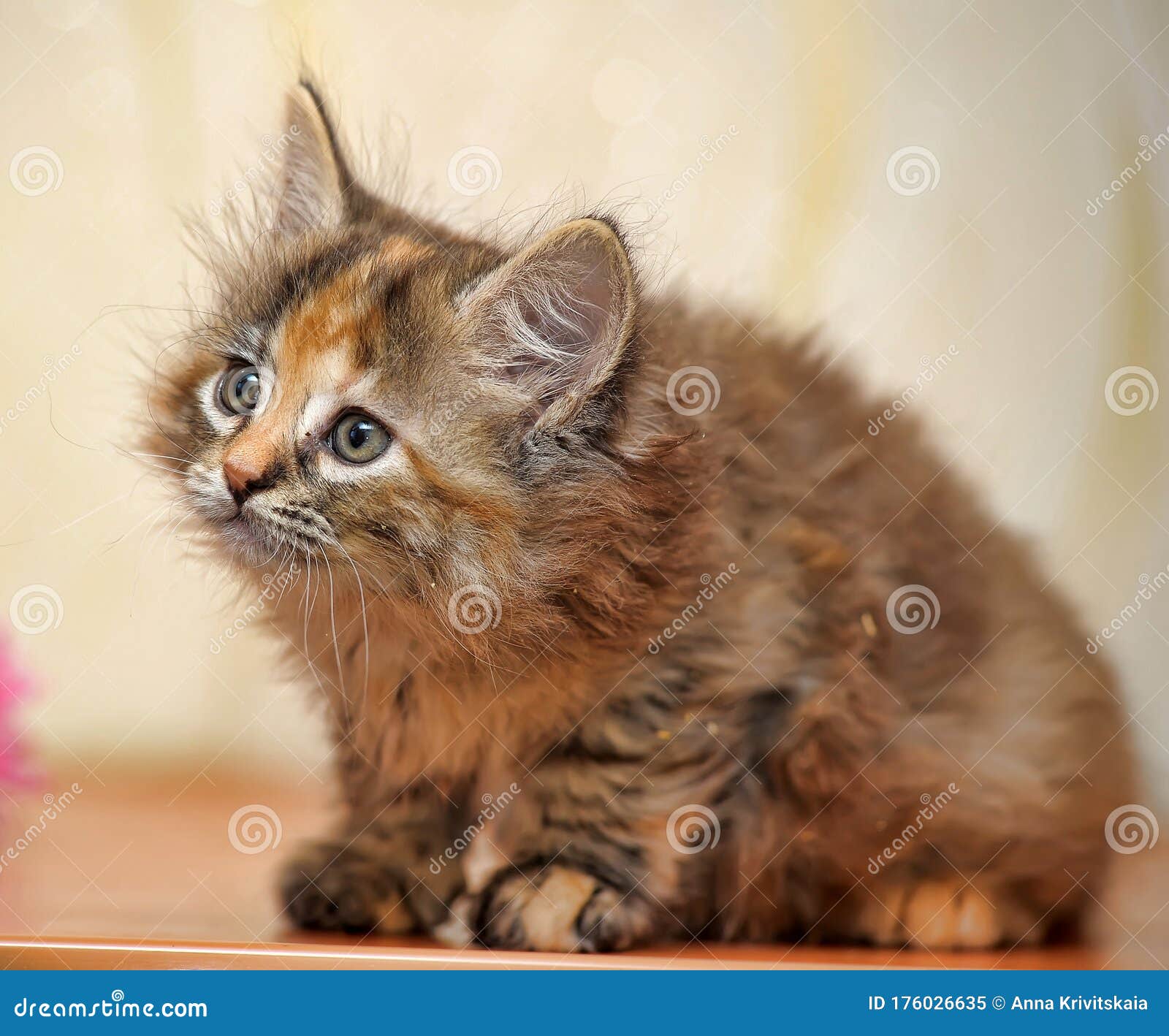 Fluffy Tri-color Kitten in a Cattery Stock Image - Image of eyes ...