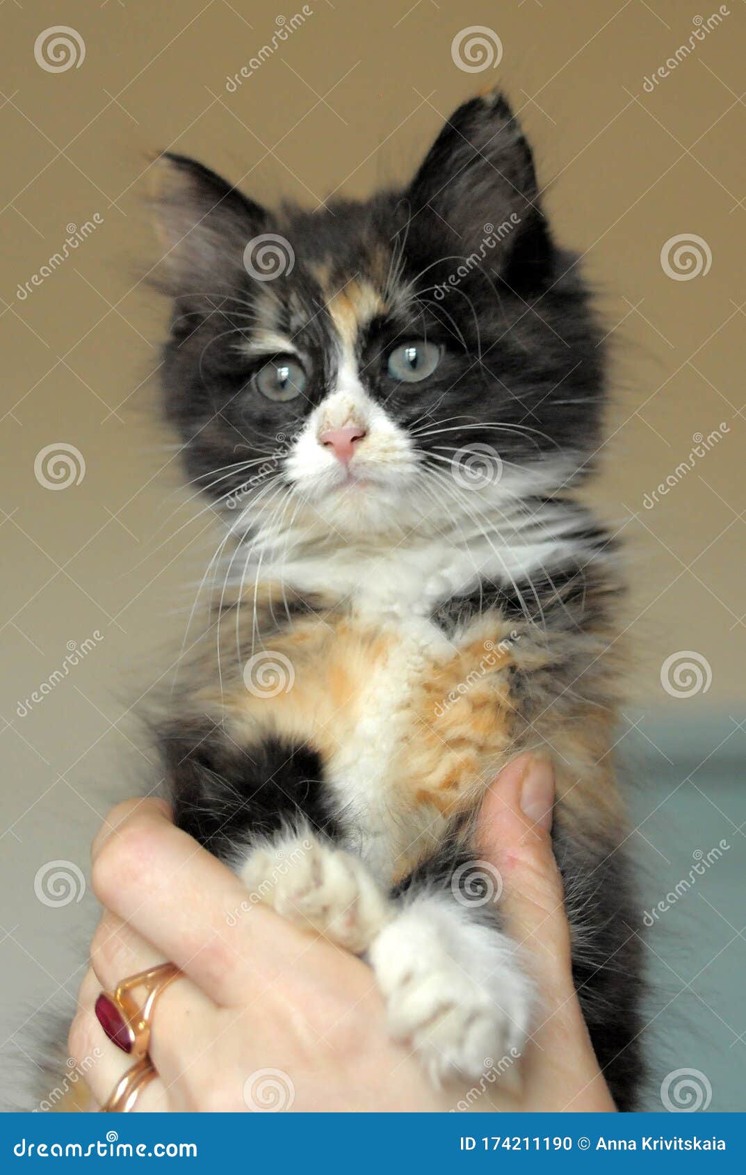 Fluffy Tri-color Kitten in Hand Stock Photo - Image of home, ears ...