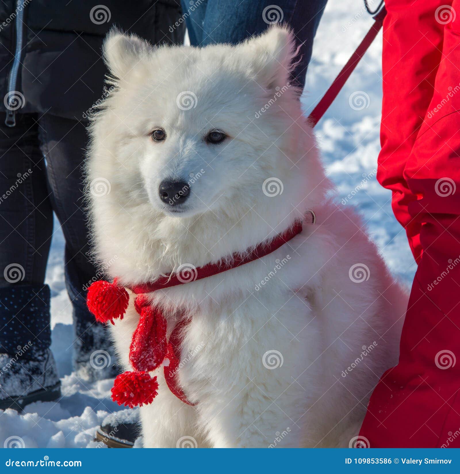 Beautiful Fluffy White Dog. Stock Photo - Image of young, white: 109853586