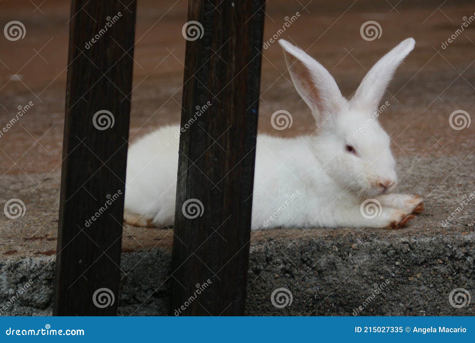 A Fluffy White Rabbit Lying Down. Stock Image - Image of pets, house ...