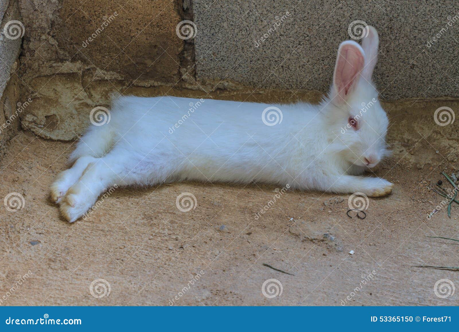 Beautiful Fluffy White Rabbit Stock Photo - Image of bunny, field: 53365150
