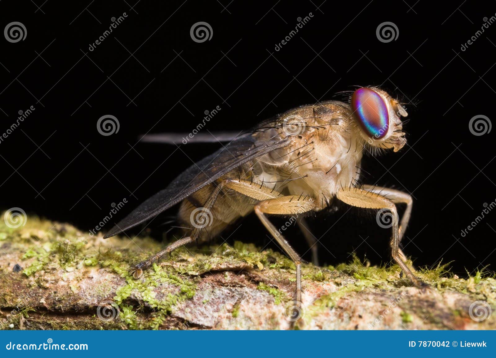 Beautiful fly stock photo. Image of flora, foliage, animal - 7870042