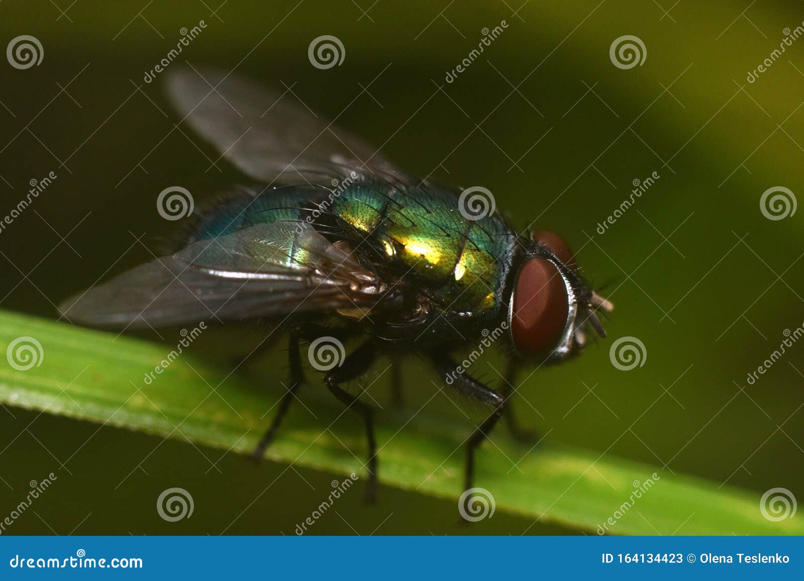 Beautiful Fly Close-up in the Nature. Macro Shot Stock Image - Image of ...