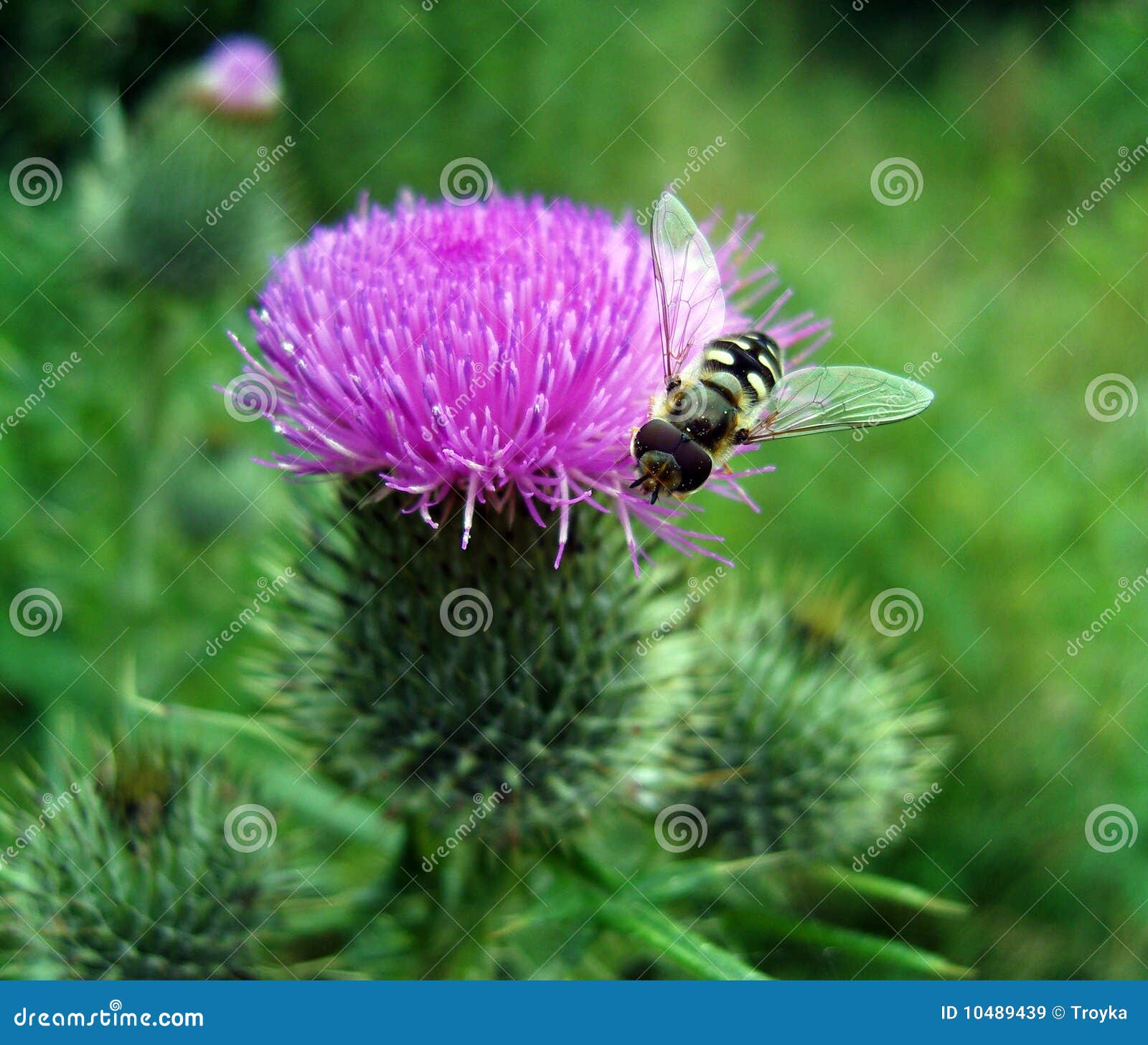 The Beautiful Fly on Meadow Flower. Stock Image - Image of detail ...