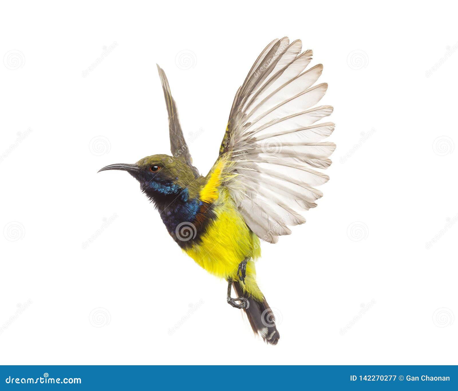 Beautiful Flying Bird Olive-backed Sunbird Stock Image - Image of head ...