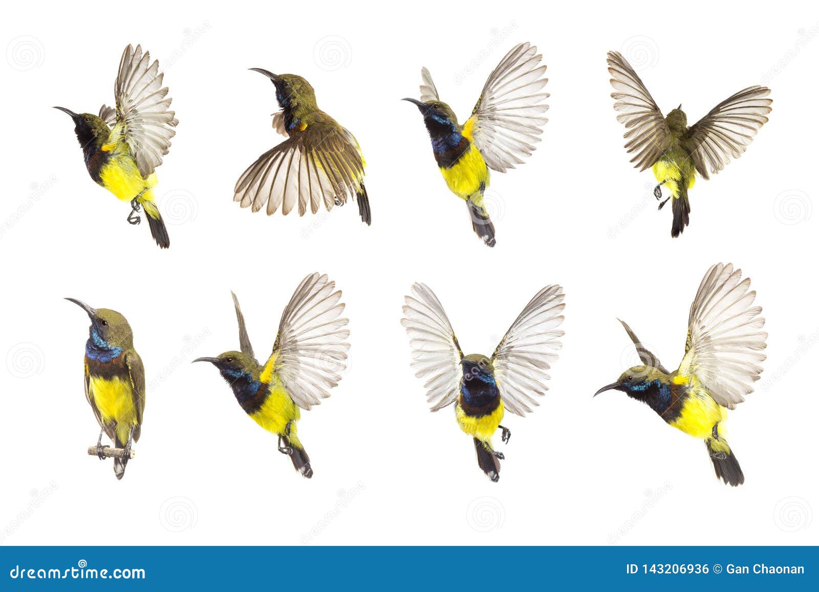 Beautiful Flying Bird Olive-backed Sunbird Isolate on White Background ...