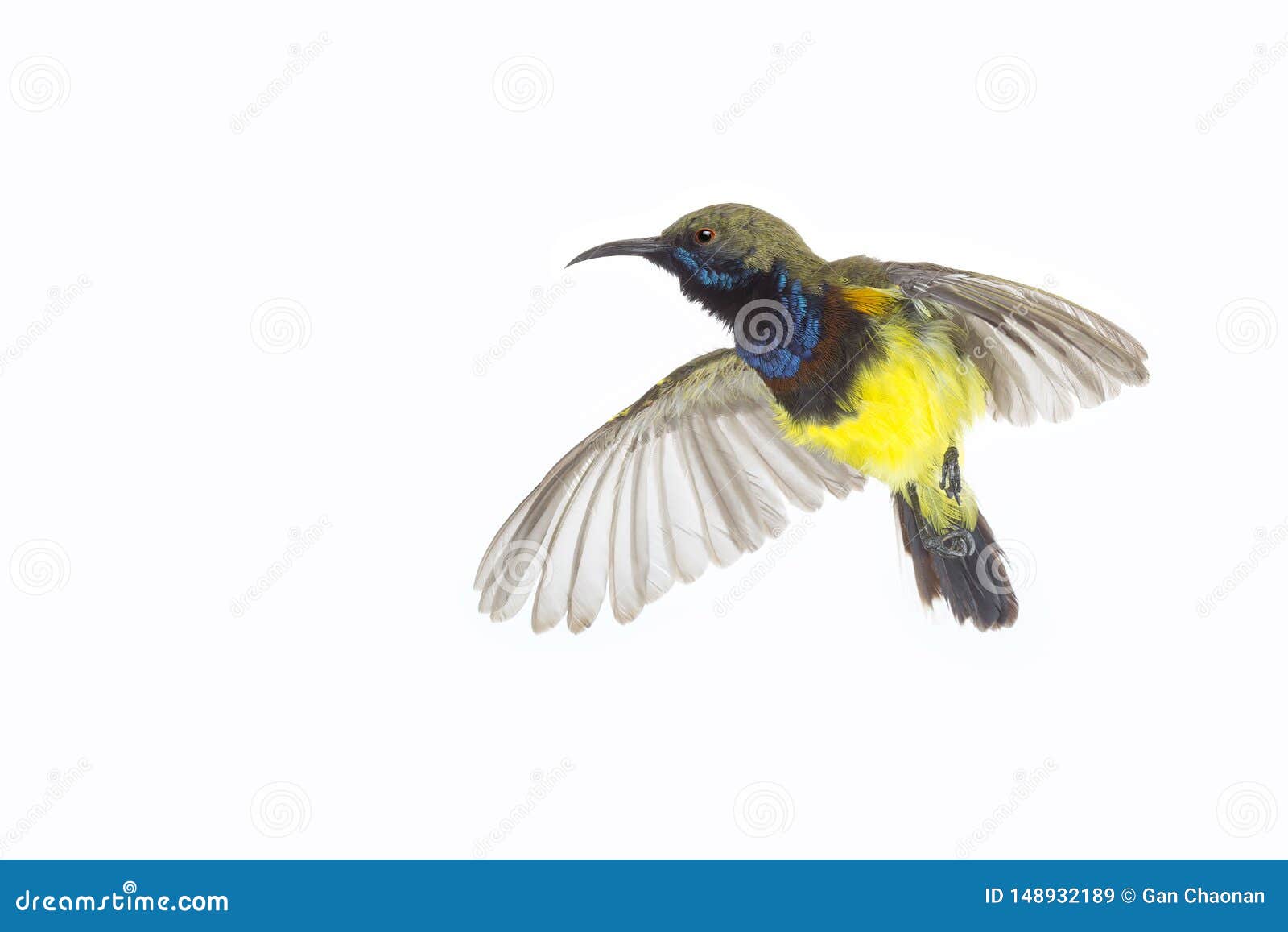 Beautiful Flying Bird Olive-backed Sunbird Isolate on White Background ...