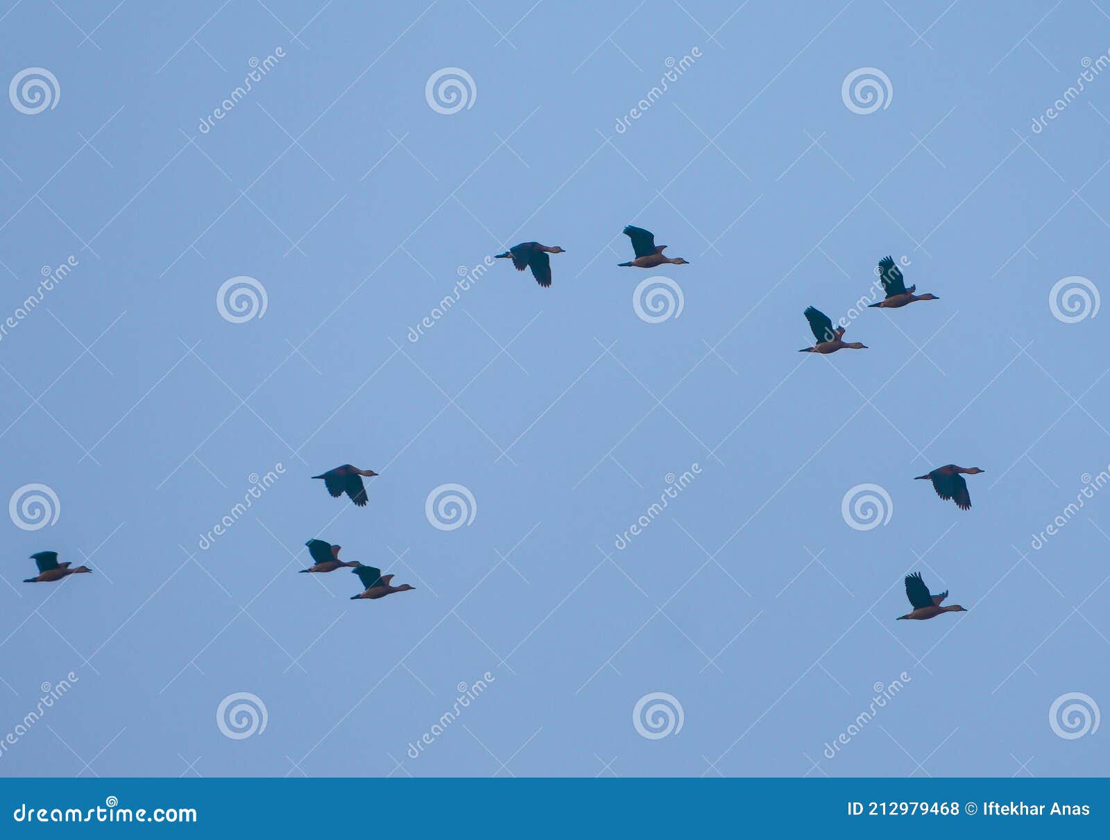 The Beautiful Flying Birds. Stock Photo - Image of birds, beautiful ...