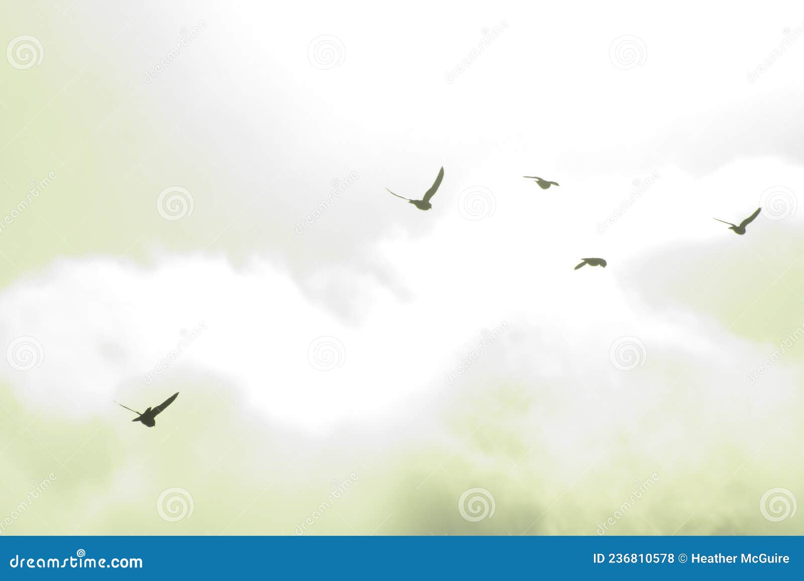 Beautiful Flying Birds in Sunshine Escaping the Storm Clouds Stock ...