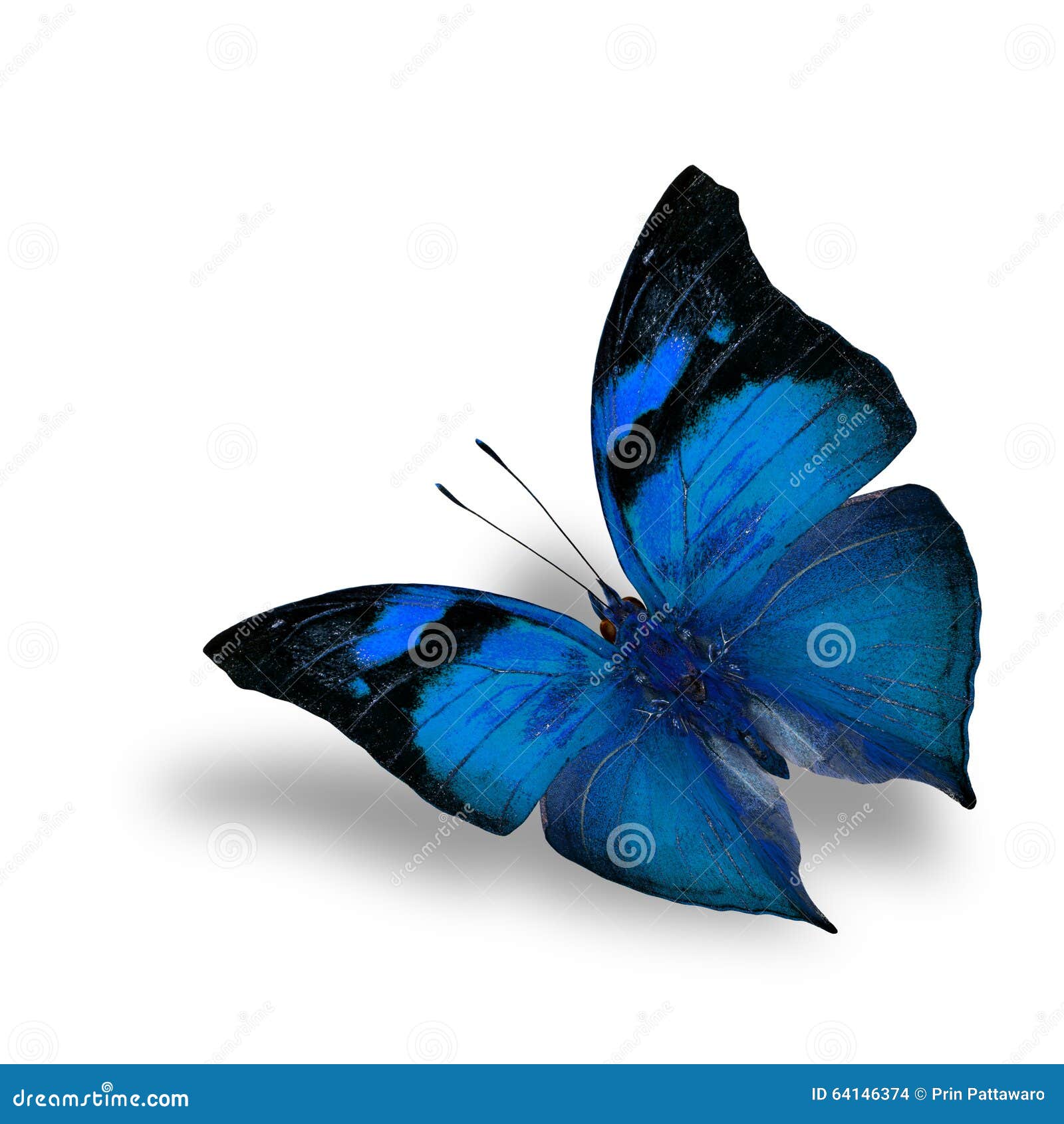 The Beautiful Flying Blue Butterfly on White Background Wiith Sh Stock ...