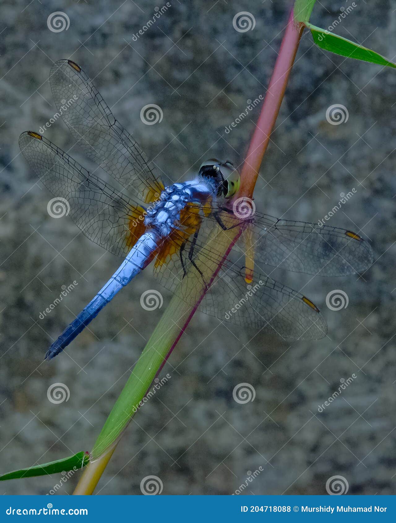 The Beautiful Flying Dragon Stock Photo - Image of spider, green: 204718088