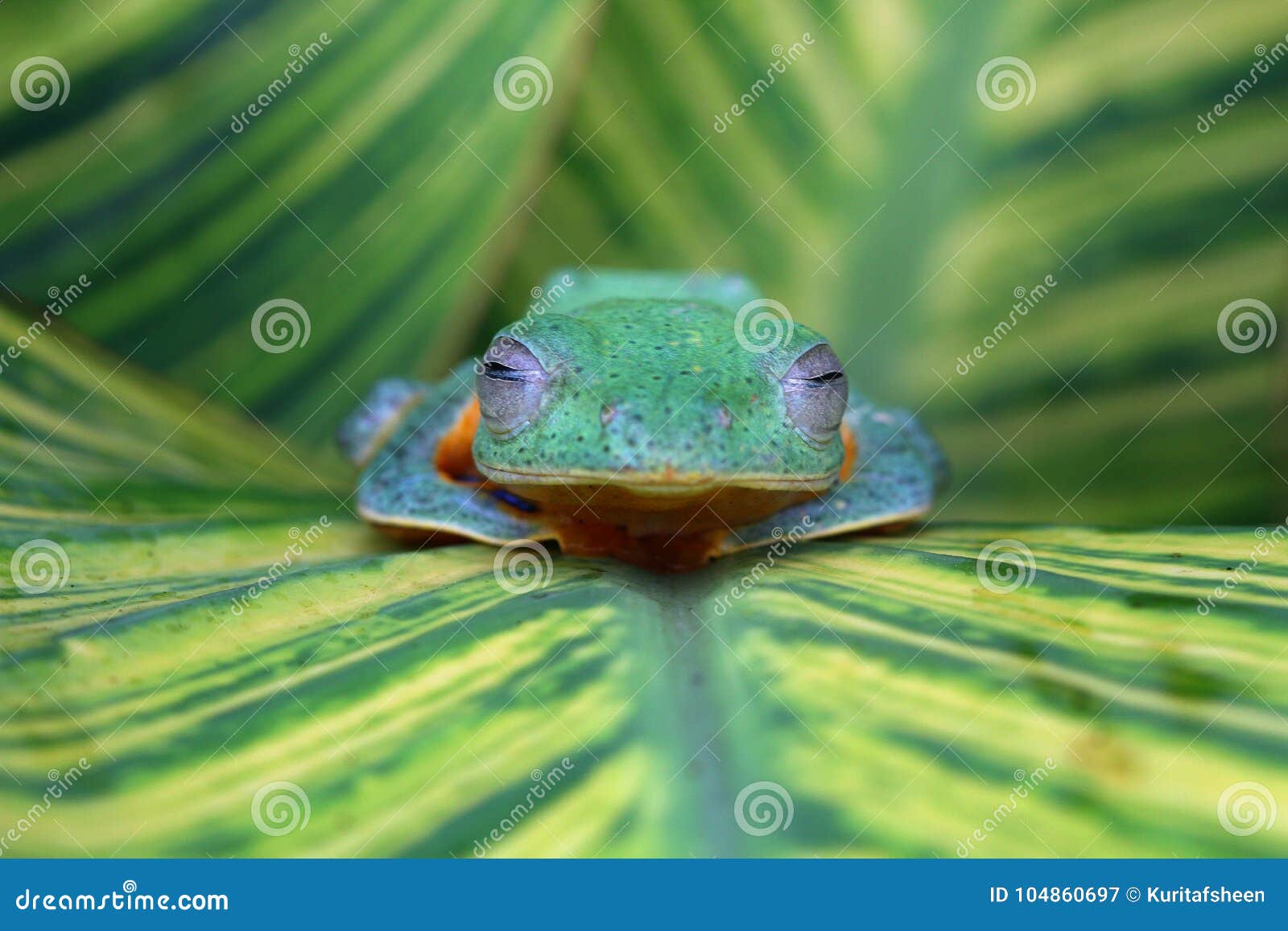 Beautiful Flying Frog Sleeping Stock Image - Image of flowers, cute ...
