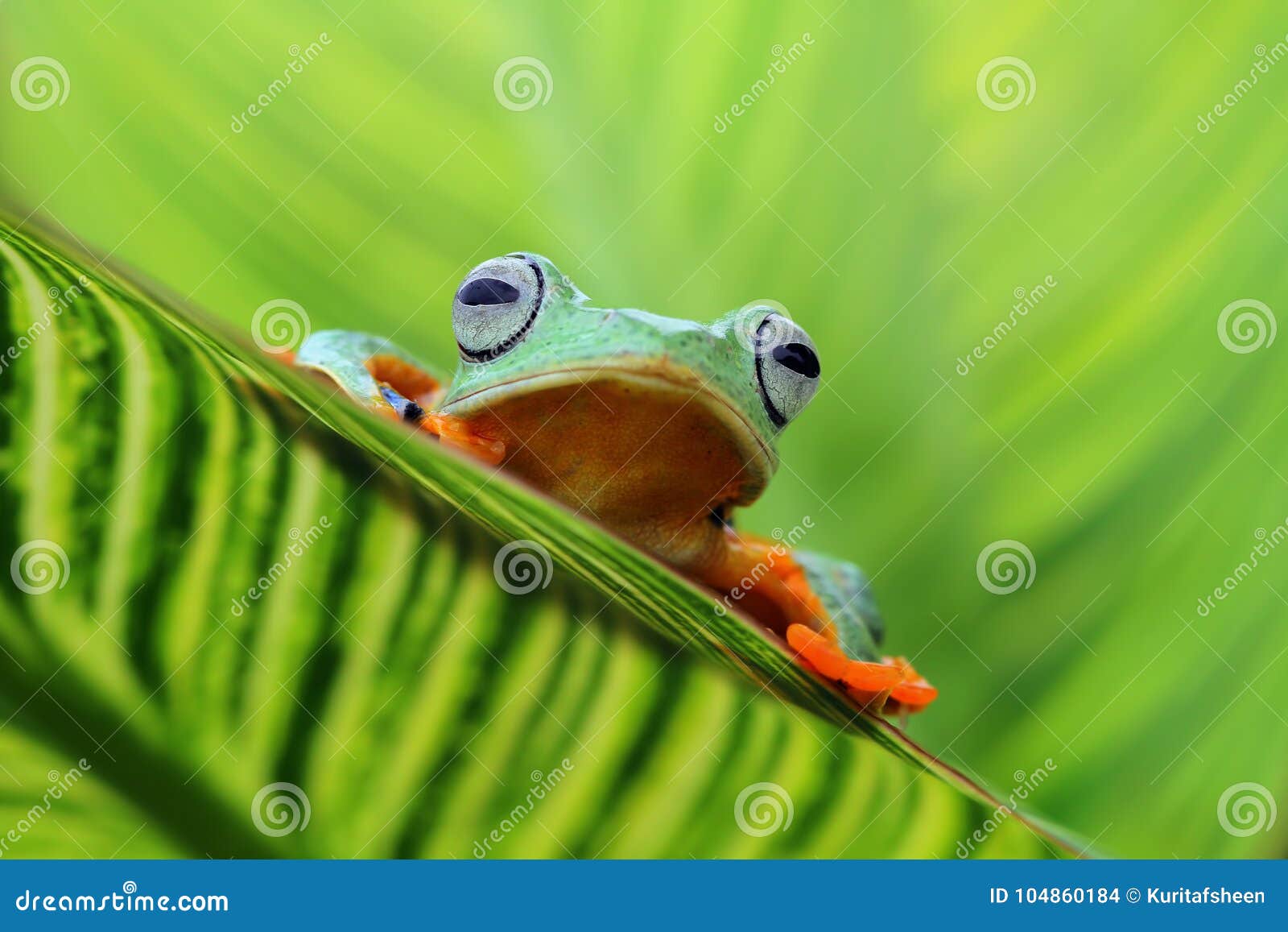 Beautiful Flying Frogs among the Green Leaves Stock Photo - Image of ...