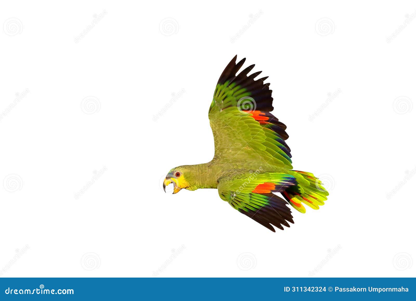 Beautiful Flying Orange Winged Amazon Isolated on White Background ...