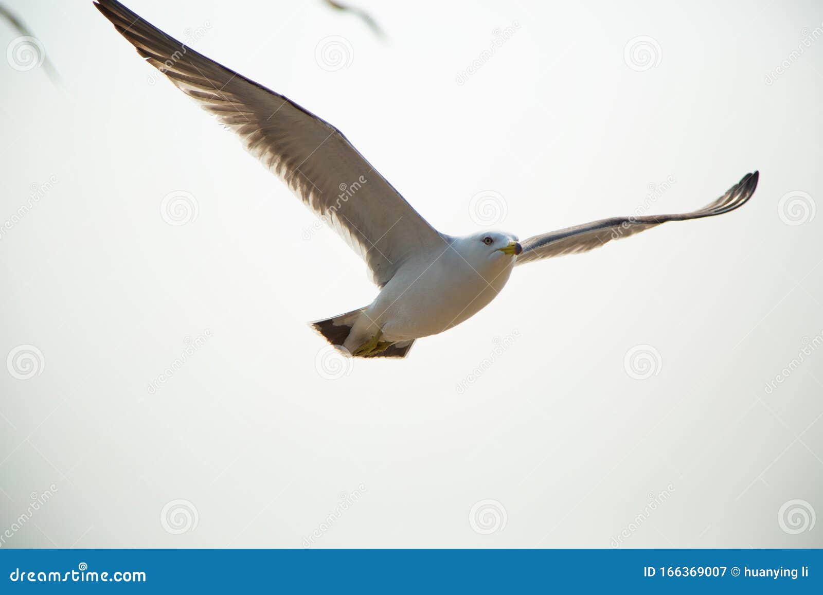 Beautiful Flying Posture Of Birds Royalty-Free Stock Photography ...