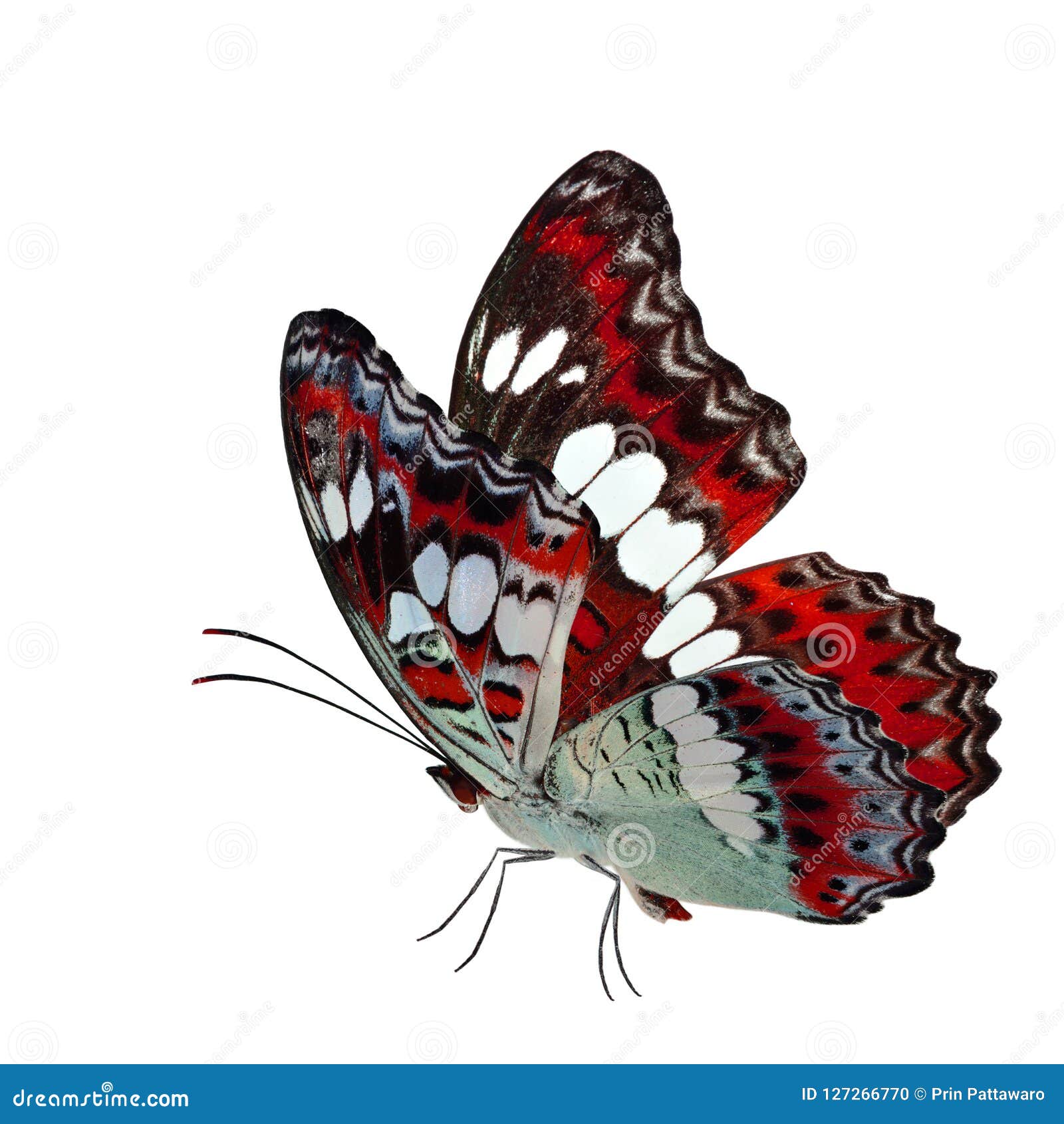 Beautiful Flying Red Butterfly, Common Commander (moduza Procris) with ... Beautiful Flying Red Butterfly, Common Commander (moduza Procris) with ...