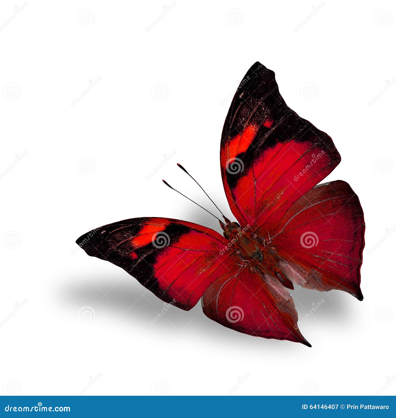 The Beautiful Flying Red Butterfly on White Background Wiith Shadow ...