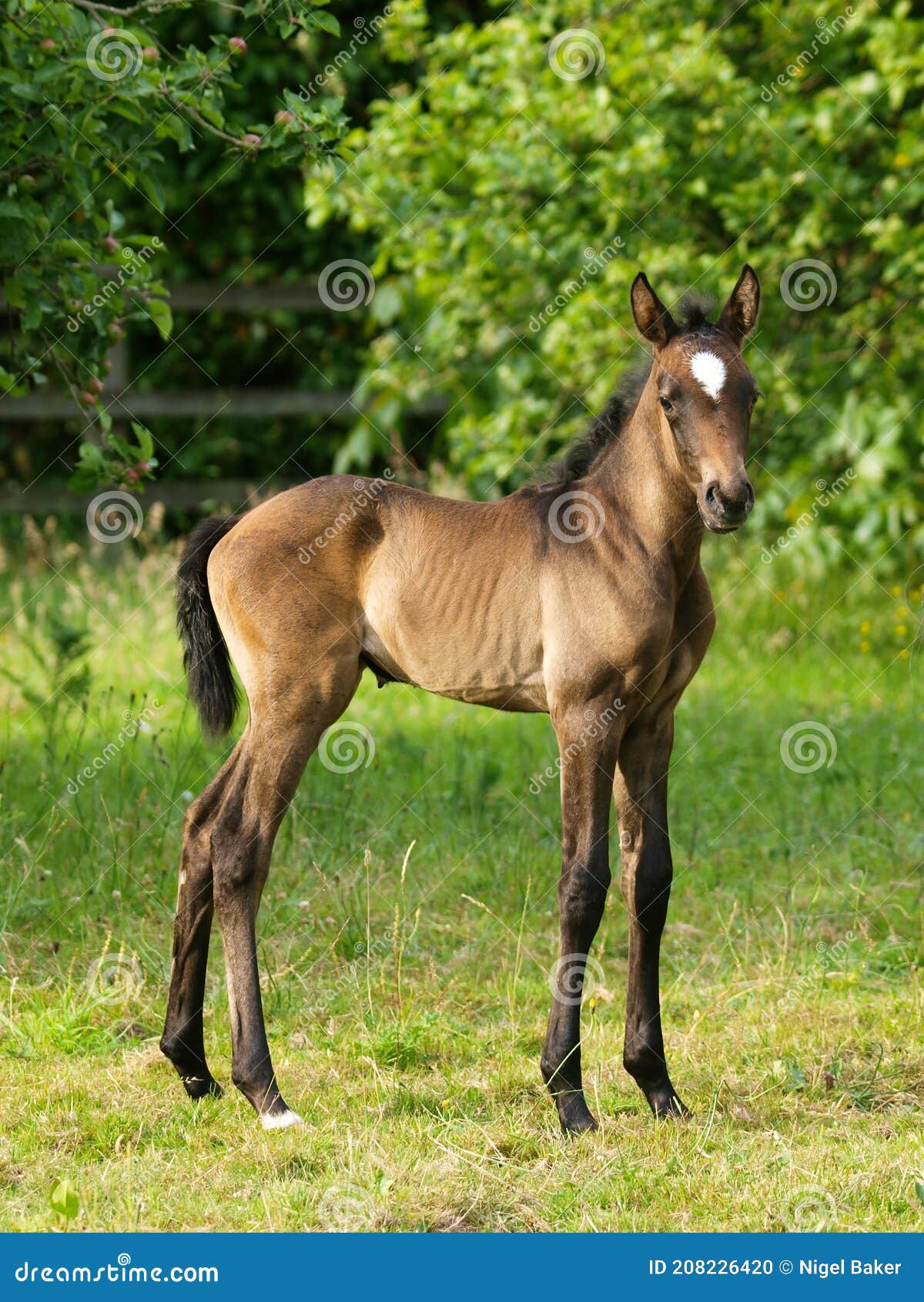 Beautiful Foal stock photo. Image of horse, equestrian - 208226420