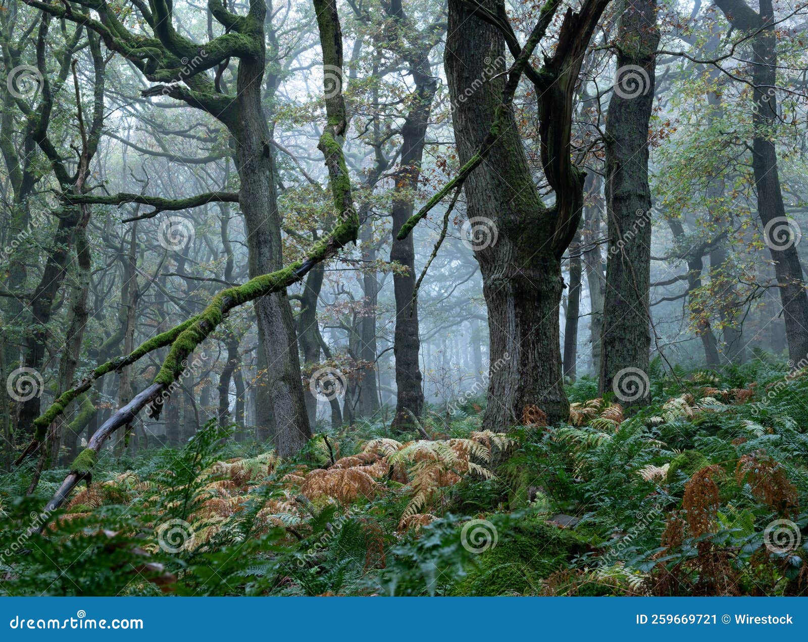 Beautiful Foggy Forest with Old Mossy Trees Stock Image - Image of ...