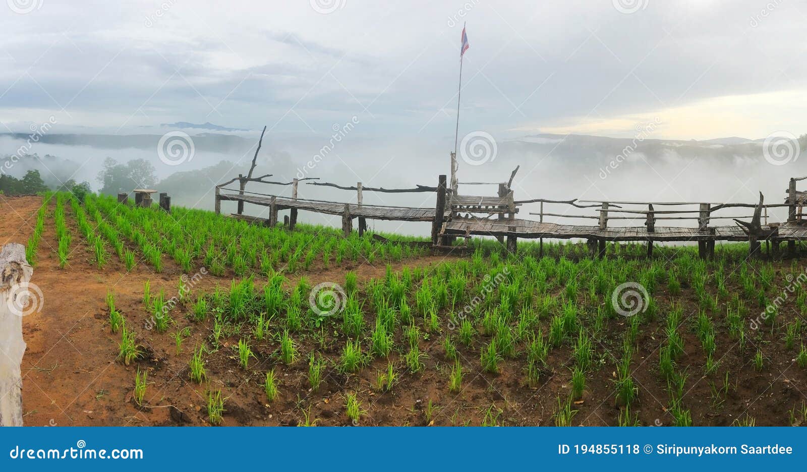 Beautiful Foggy at Rice Fields, Thailand. Stock Photo - Image of plant ...