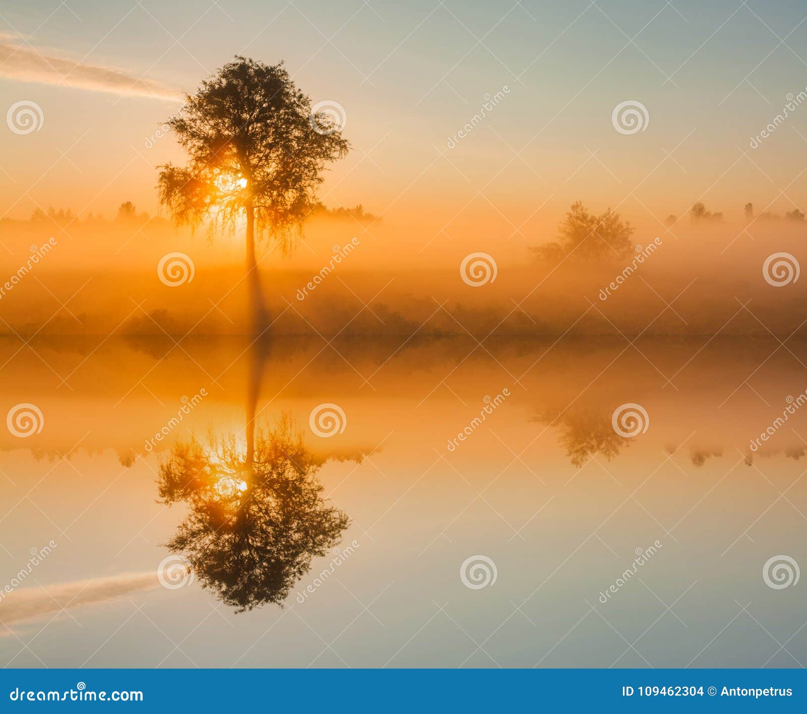 Beautiful Foggy Spring Dawn on a Field with Trees Stock Photo - Image ...