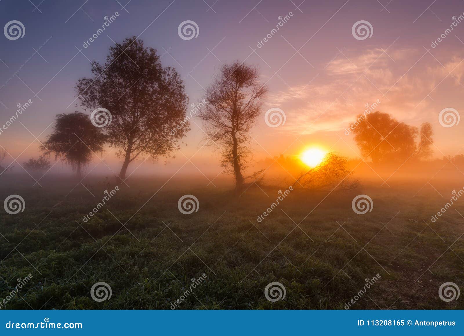 Beautiful Foggy Spring Dawn on a Field with Trees Stock Image - Image ...