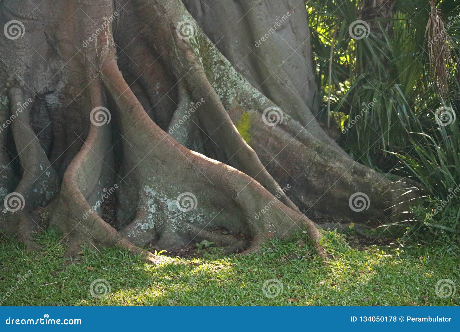 BEAUTIFUL FOLDS of VISIBLE STRANGLER FIG TREE ROOTS Stock Photo - Image ...