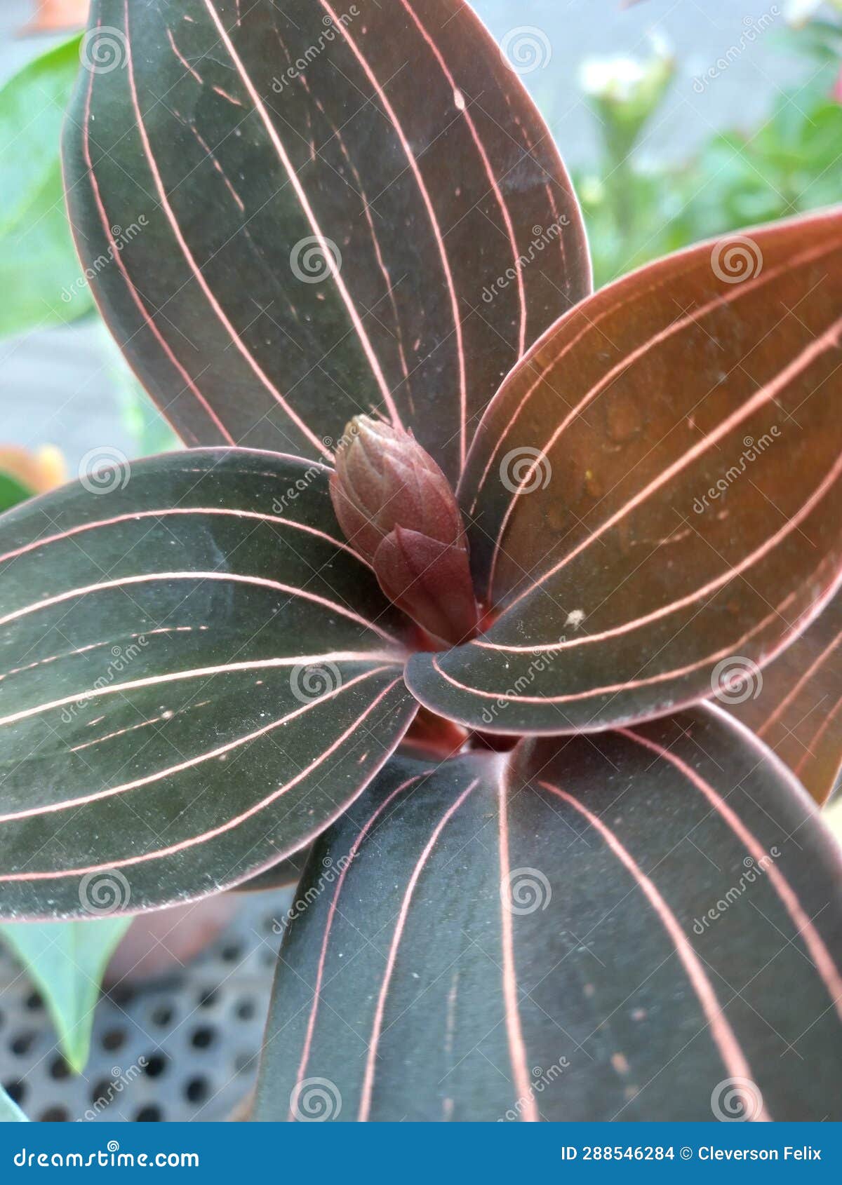 A Beautiful Foliage of the Ludisia Popcorn Stock Photo - Image of ...