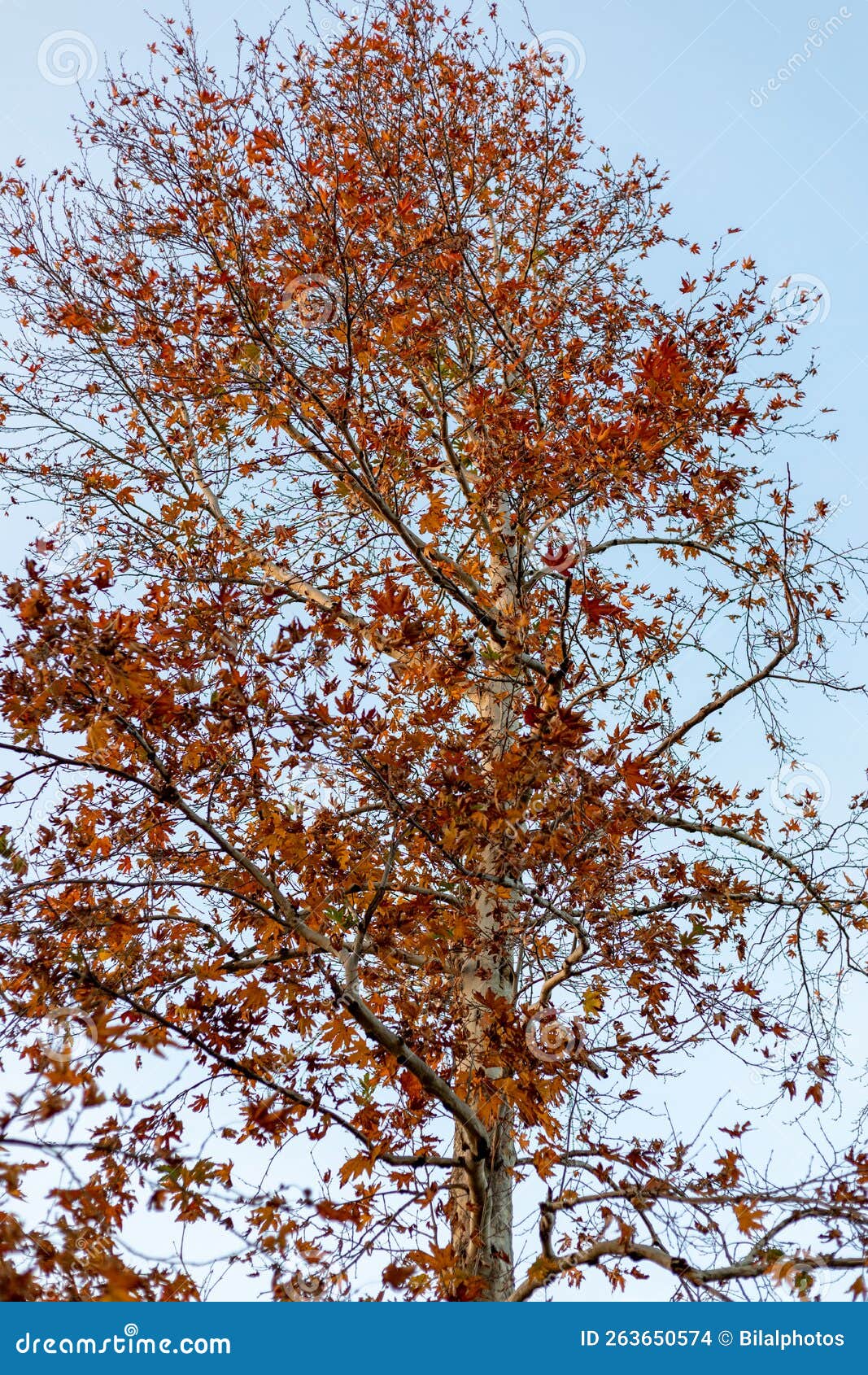 Beautiful Foliage of a Tree in Fall Season Stock Photo - Image of ...