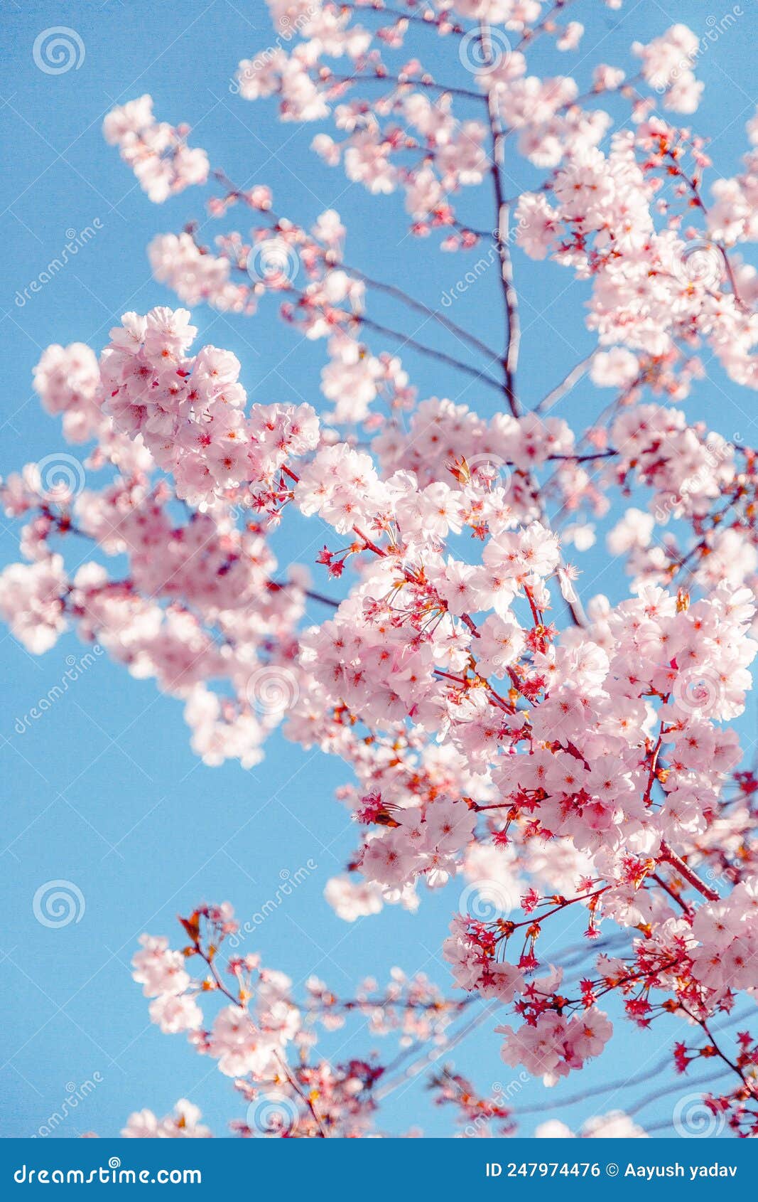 Beautiful follower stock photo. Image of good, natural - 247974476