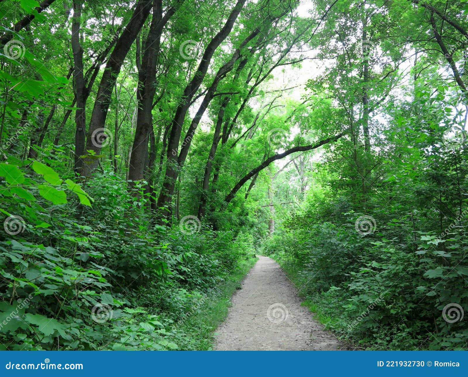 Beautiful Footpath through a Dense Green Forest in Summer Stock Photo ...
