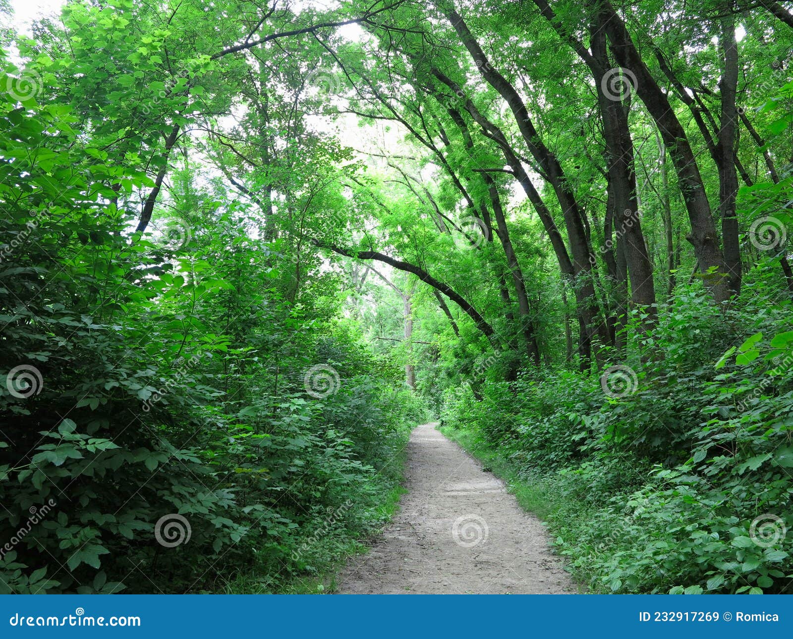 Beautiful Footpath through a Dense Green Forest in Summer Stock Image ...