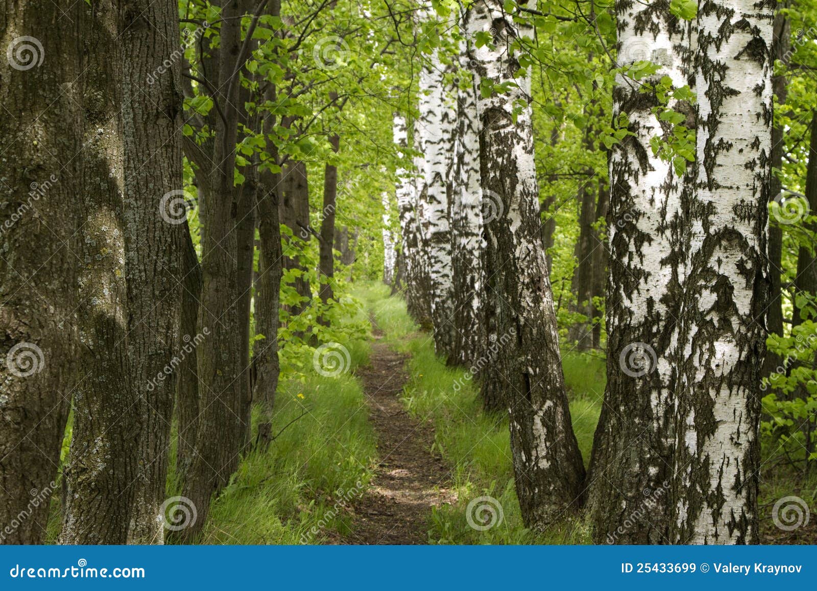 Beautiful Footpath in the Forest Stock Image - Image of grass, bark ...