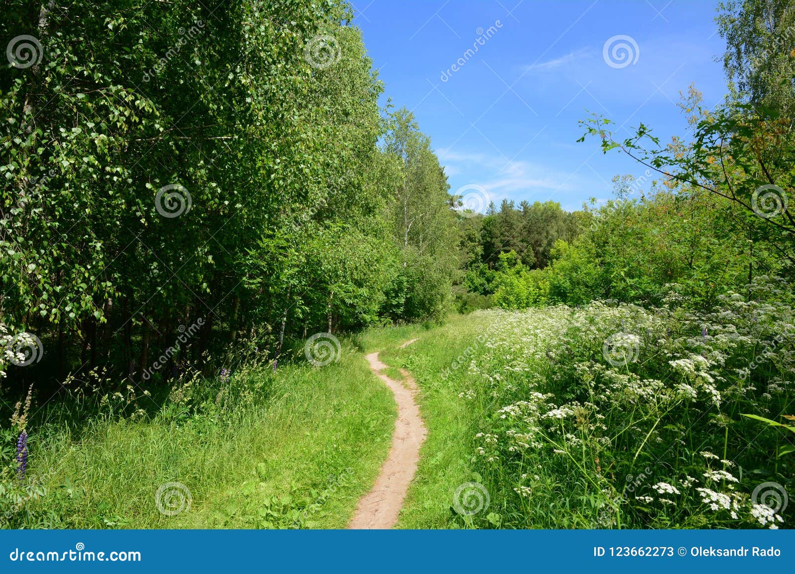 Beautiful Footpath in the Summer Forest. Stock Image - Image of scenic ...