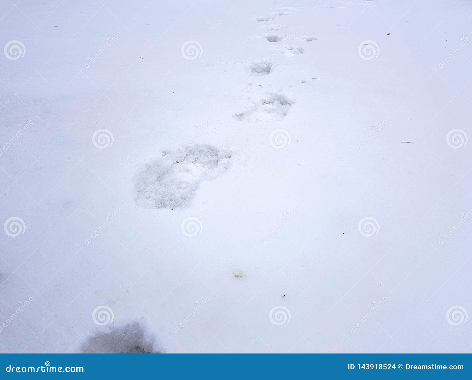 Beautiful Footprints in the Snow in Winter Stock Photo - Image of ...