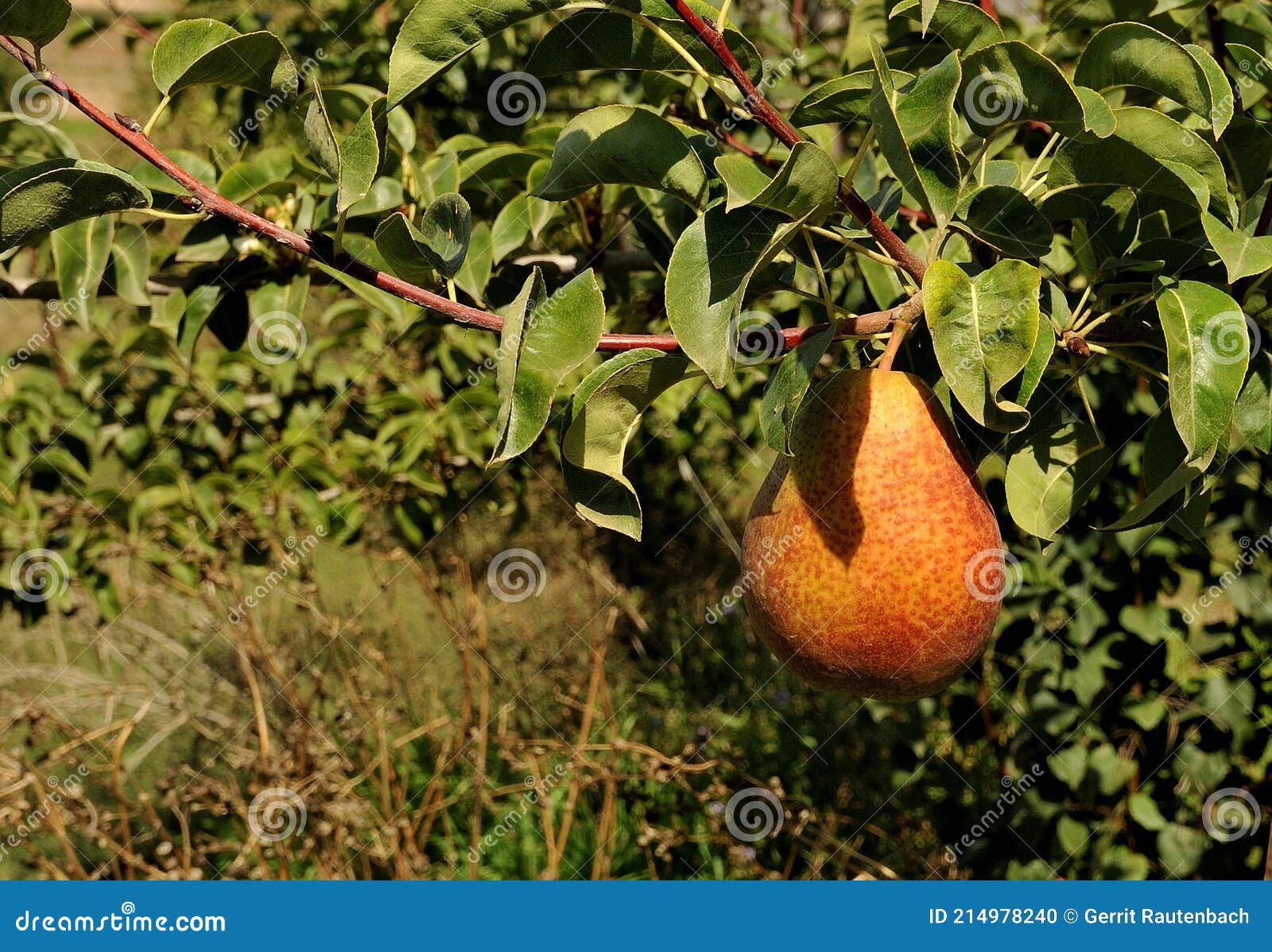 A Beautiful Forelle Pear Still on the Tree Stock Photo - Image of plant ...